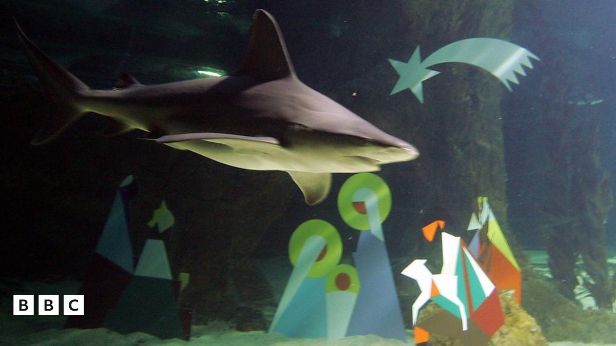 There's some fin odd about this jaw-dropping Nativity! - BBC Newsround