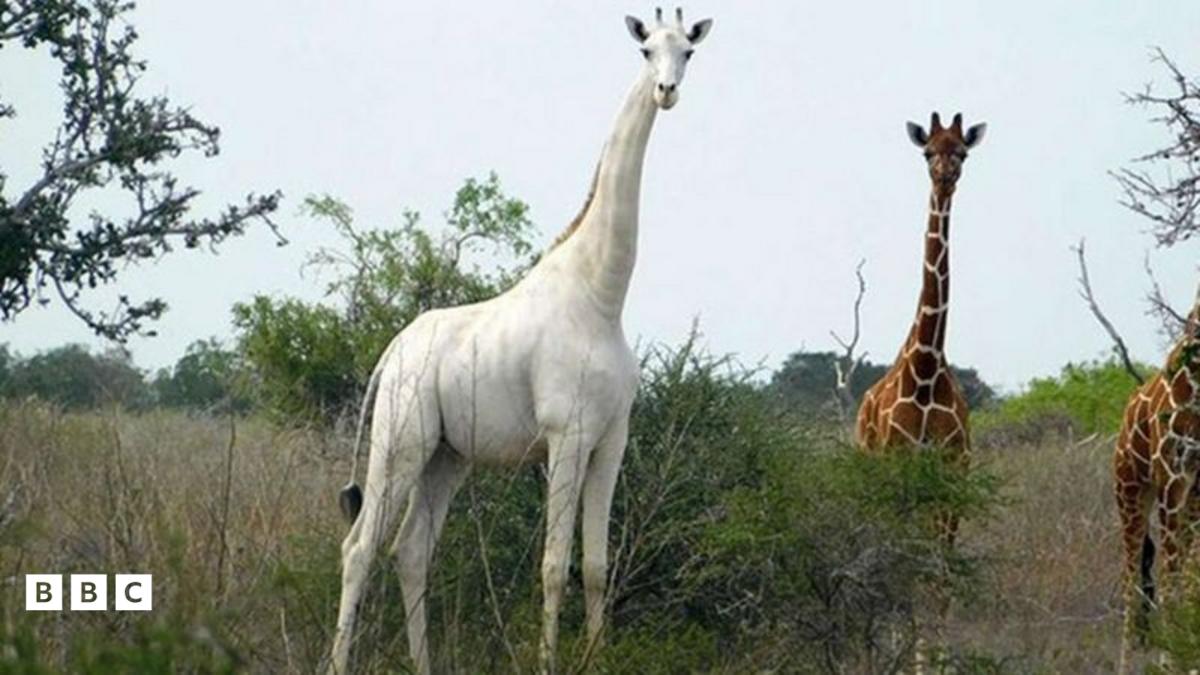 How is this rare white giraffe being protected? - BBC Newsround
