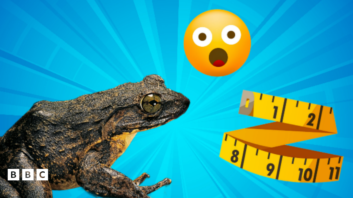 World's largest frog: Group work to save goliath frog from extinction ...