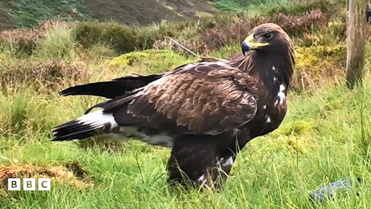 Golden eagles in Scotland at highest levels in 300 years - BBC Newsround