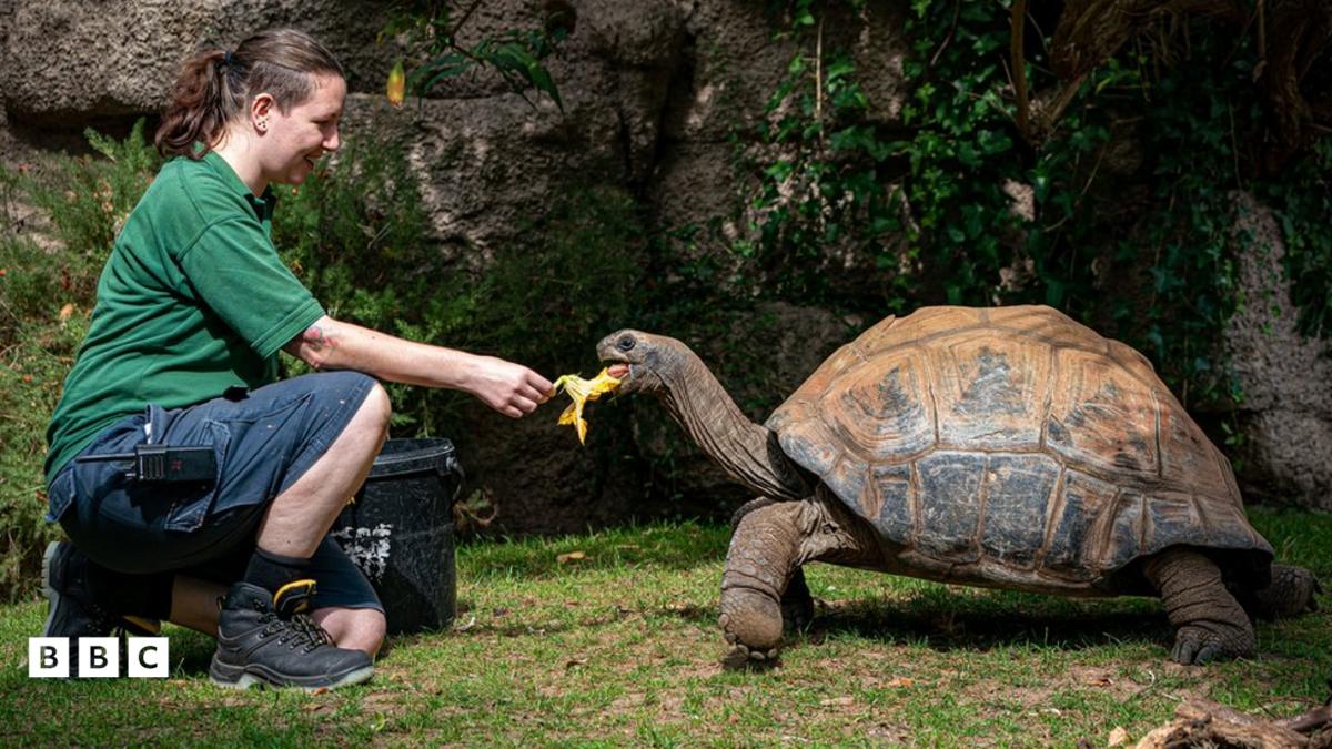 Bristol Zoo is closing, with animals moving to new site - BBC Newsround