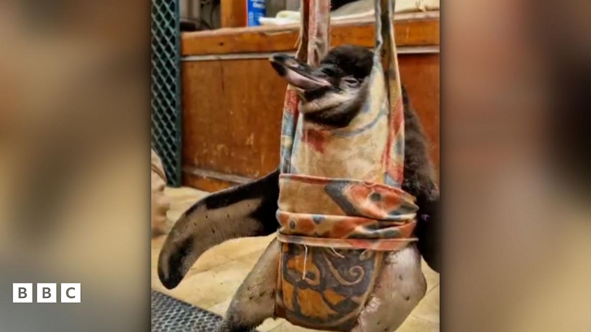 How Flop the penguin learned to walk at Dudley Zoo - BBC Newsround
