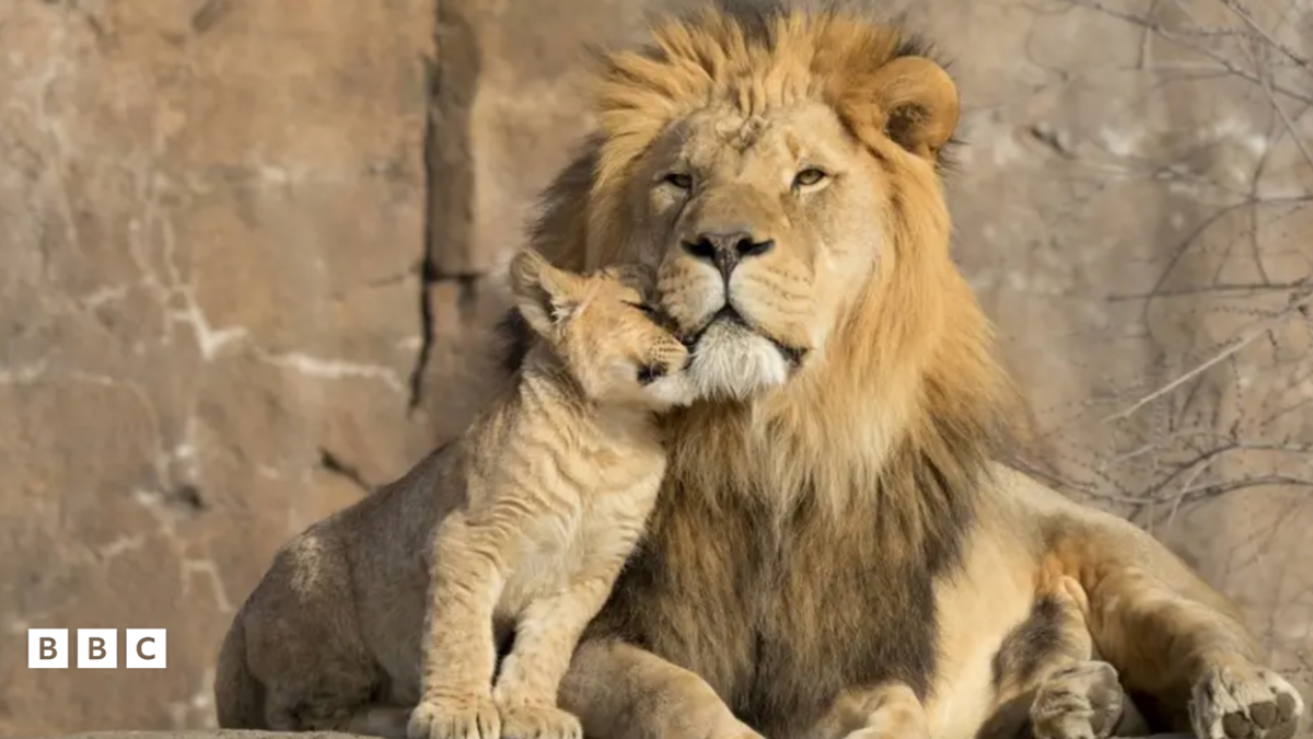 World Lion Day: Five facts about the King of the Jungle - BBC Newsround