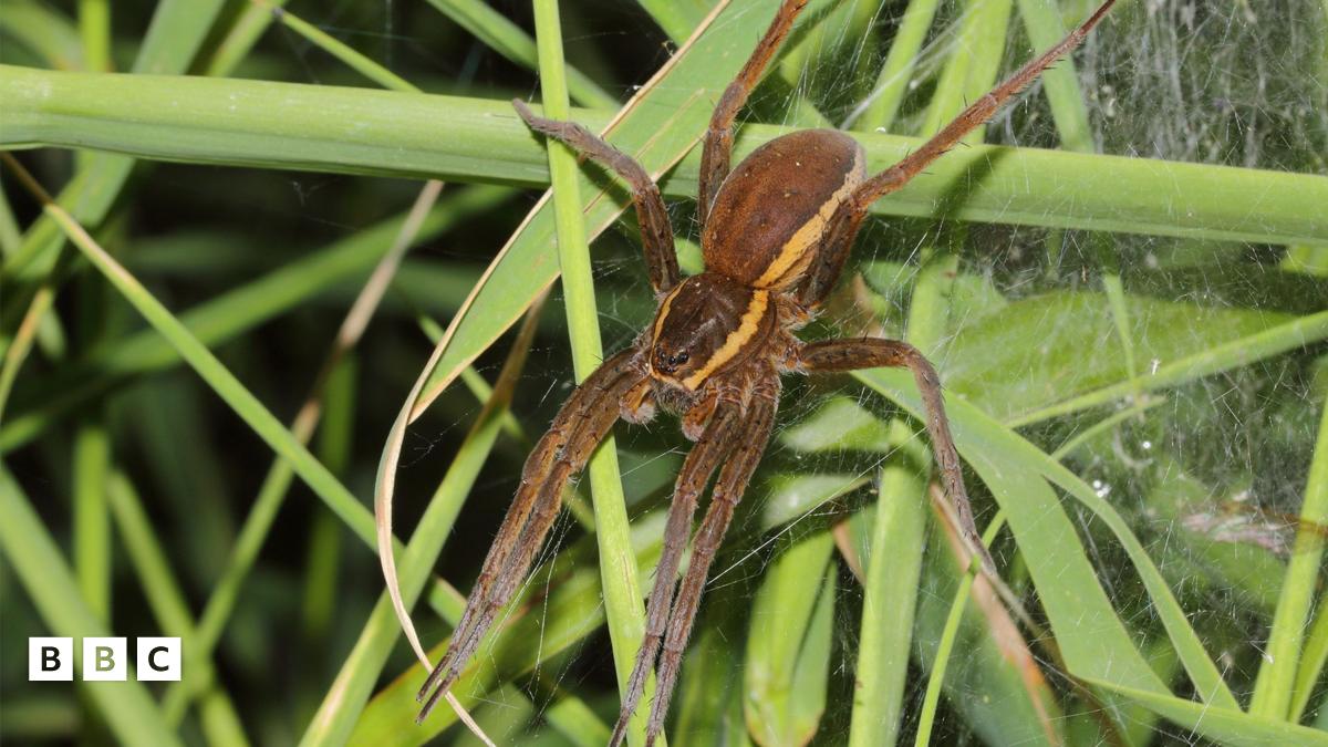 UK's biggest rat-sized fen raft spiders make a comeback - BBC Newsround