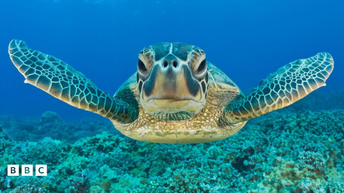 Wildlife conservation: Green turtles bounce back but endangered ...