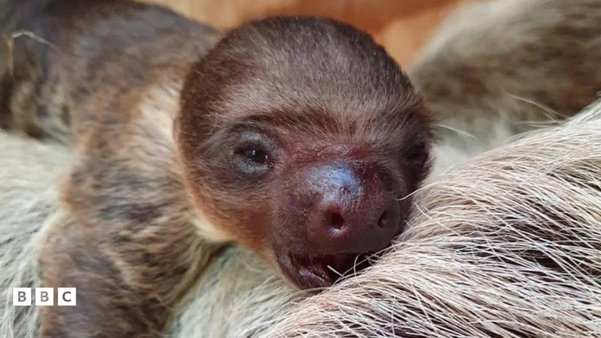 A rare baby sloth has been born at Dudley Zoo! - BBC Newsround