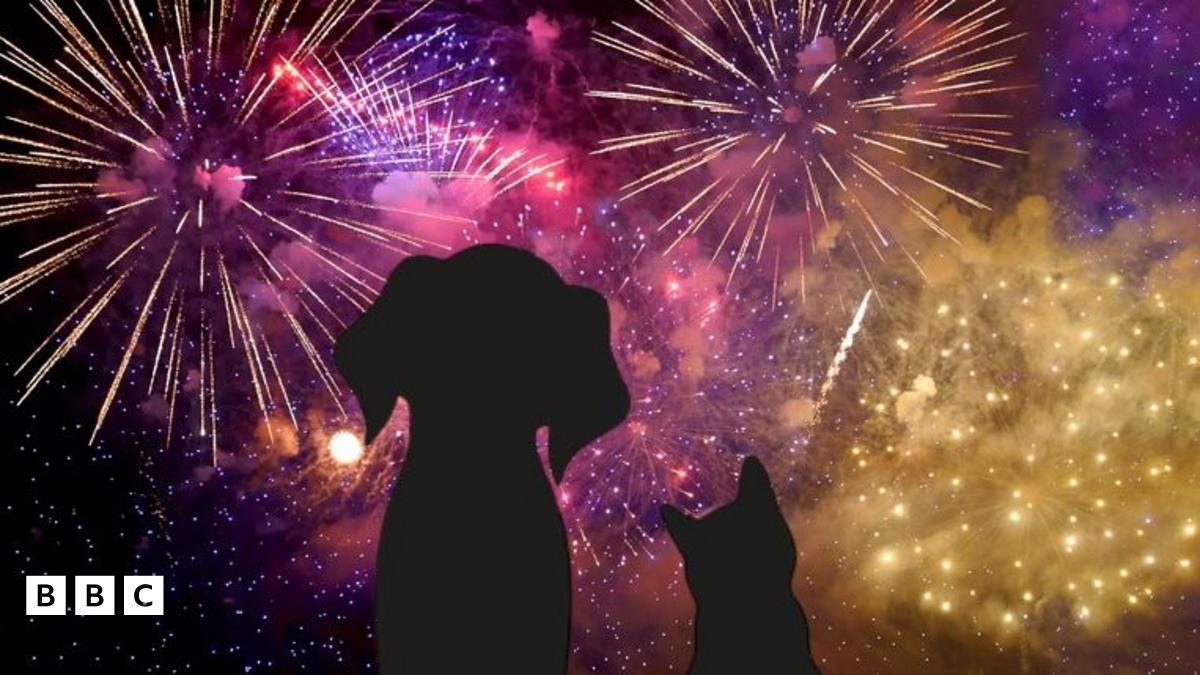 New Year's Eve: How to keep your pets safe during fireworks - BBC Newsround