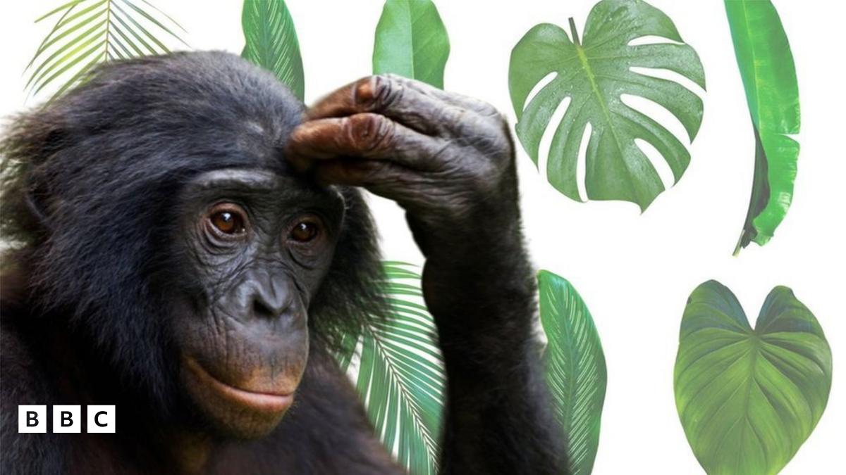 Chimpanzees show others cool things they see, researchers say - BBC ...