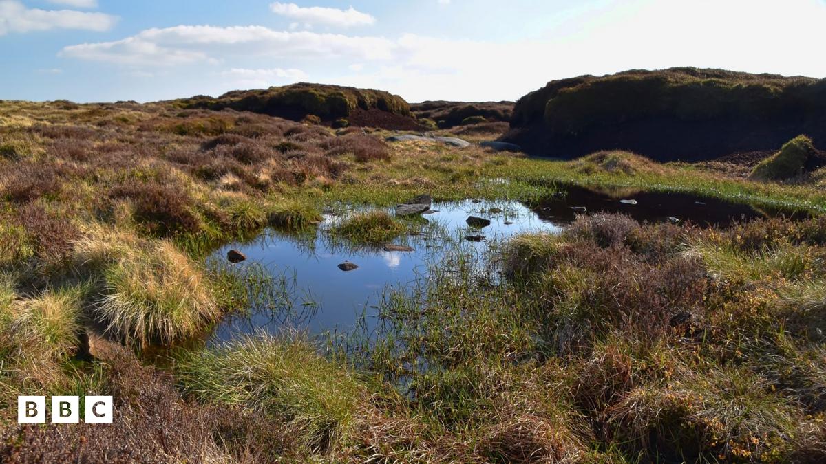 National Trust restores nature across area twice the size of Manchester ...