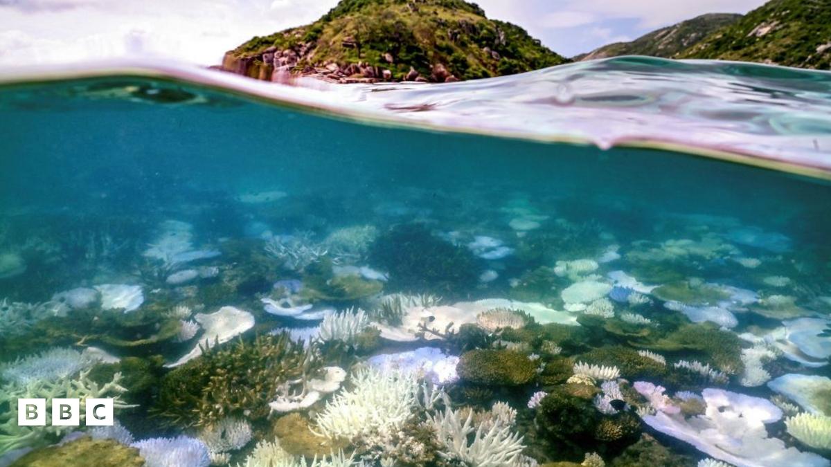 97% of northern Barrier Reef coral has died following bleaching event ...