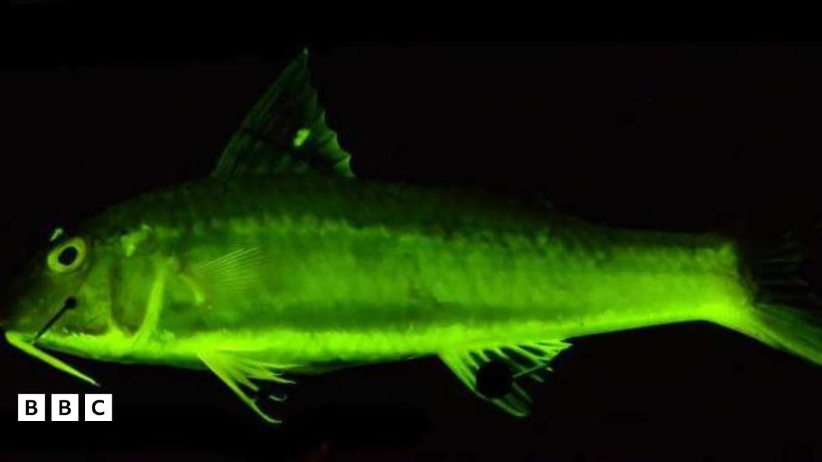 Glowing, biofluorescent fish originated over a hundred million years ...
