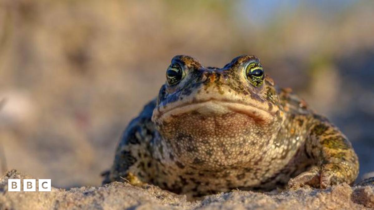 Natterjack toad: UK's loudest amphibian making 'remarkable comeback ...