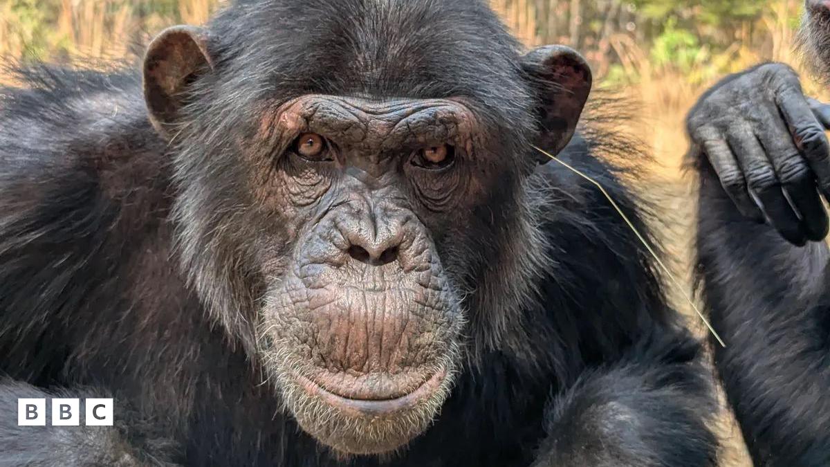 Chimpanzees follow trends just like we do - BBC Newsround