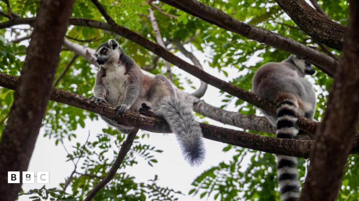 The Curious Case of the Lemur Thieves: How Madagascar’s Kitchenware ...
