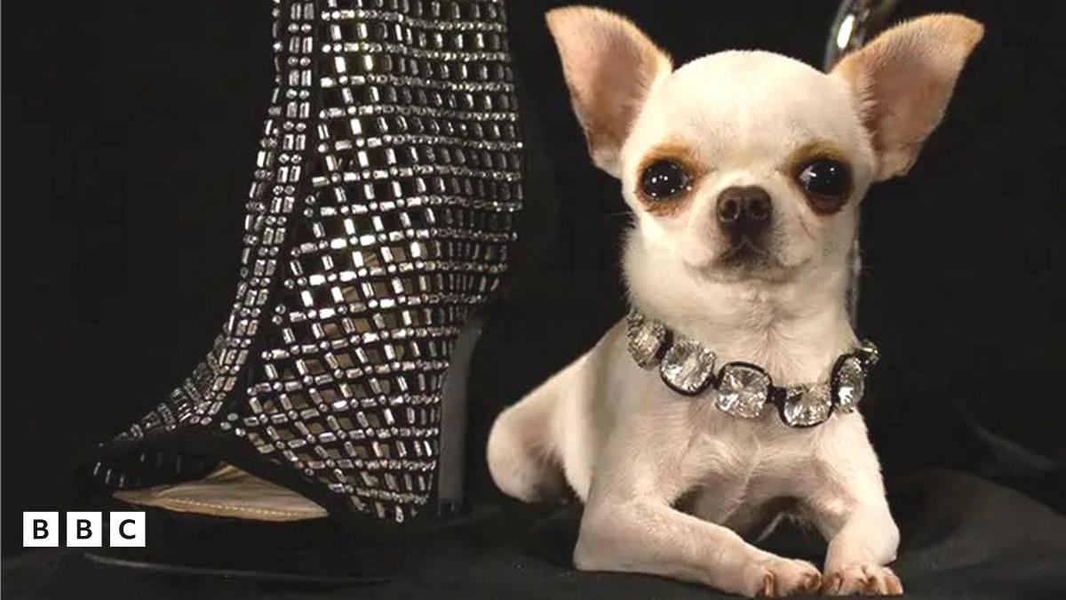 Meet the world's smallest dog - and other record-breaking pups - BBC ...