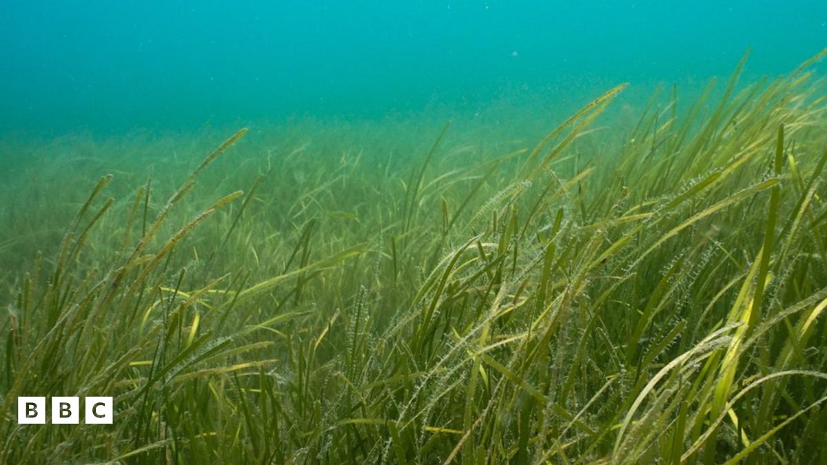 Campaigners call for ocean rewilding to fight climate crisis - BBC ...