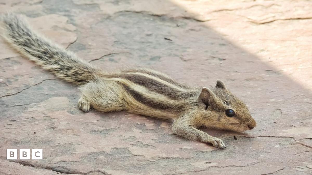 Why animals can be seen 'splooting' in hot weather - BBC Newsround