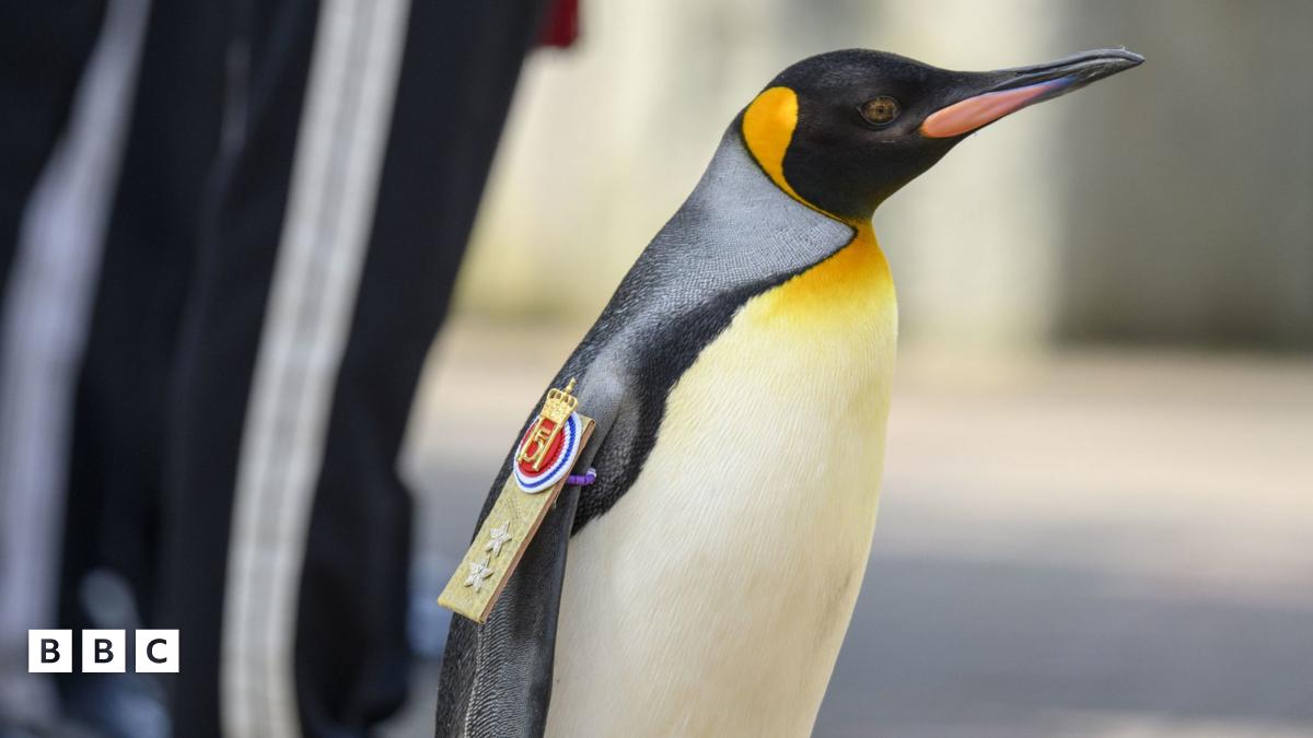 Sir Nils Olav III penguin at Edinburgh Zoo gets promotion and guard of ...