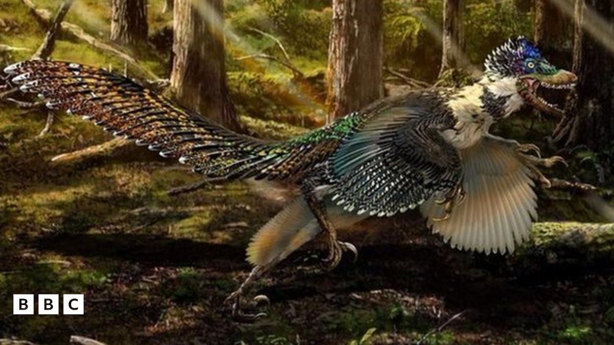 Velociraptor's feathery dinosaur ancestor discovered - BBC Newsround