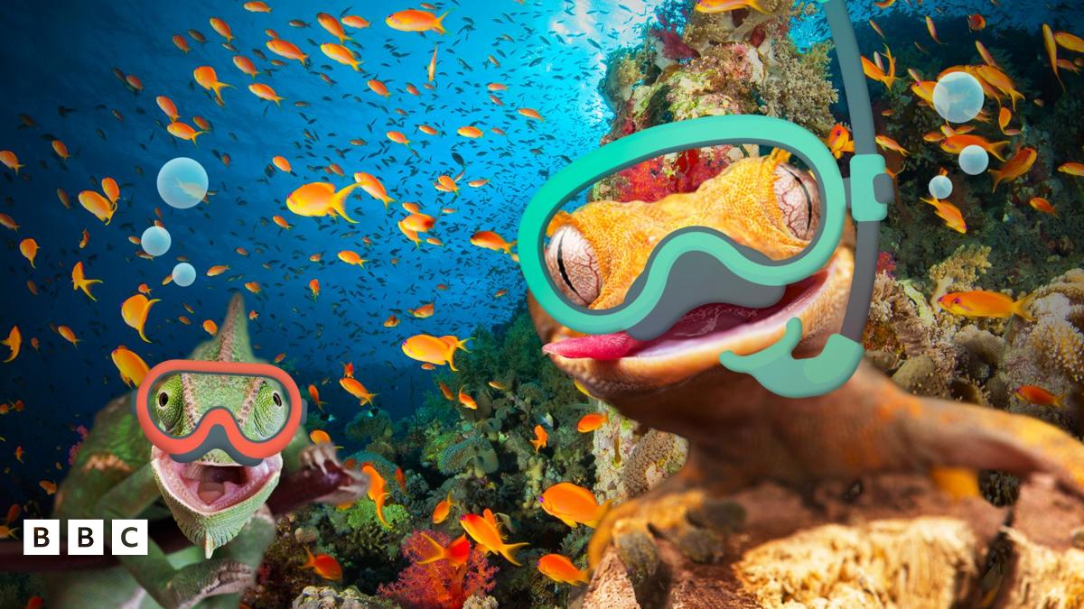 Lizards use air bubble to become 'world's smallest scuba divers' - BBC ...