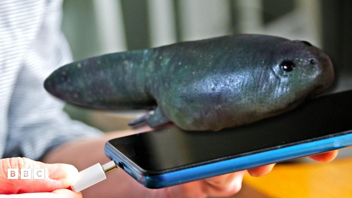 Oldest ever giant tadpole fossil discovered in Argentina - BBC Newsround