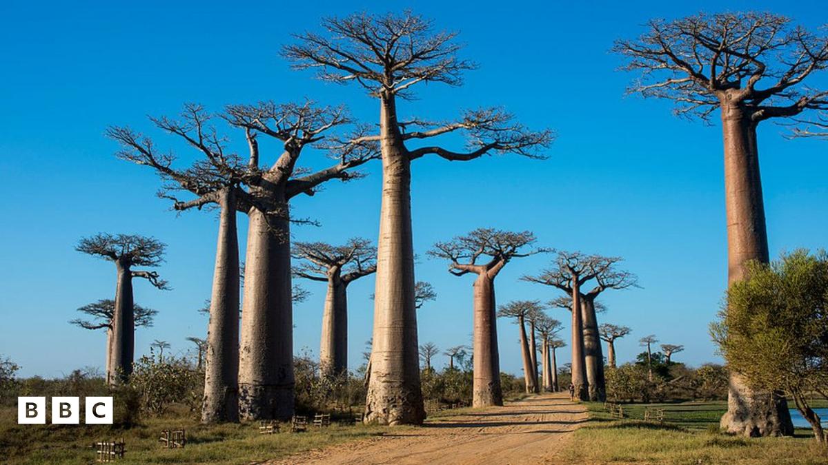 Trees across the world that live for centuries - BBC Newsround