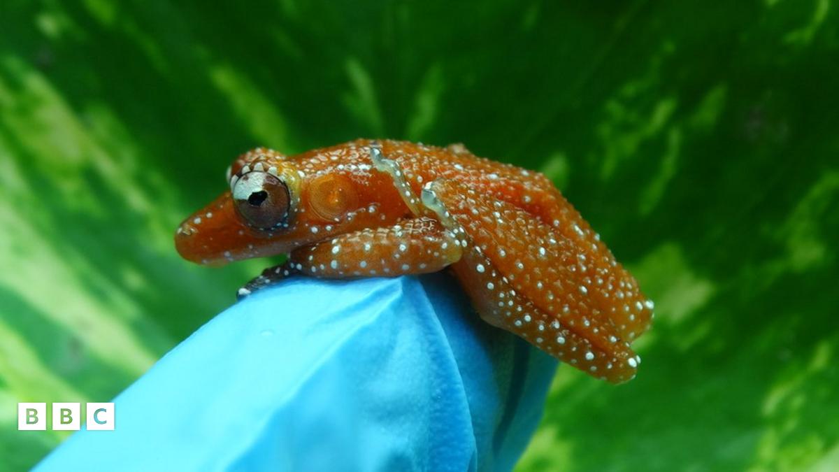 Cinnamon frogs: Successfully bred in captivity at Cotswold Wildlife ...