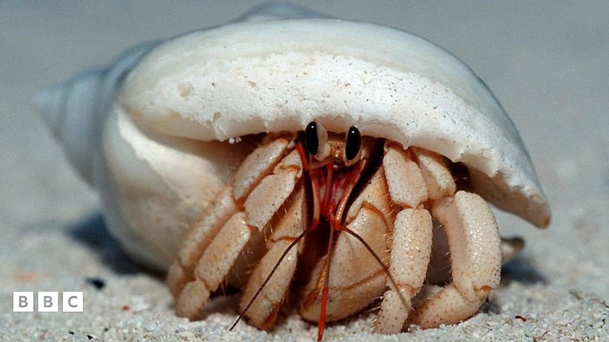 Plastic waste kills more than 500,000 hermit crabs - BBC Newsround
