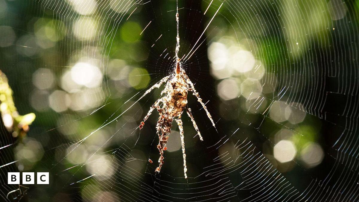 Spiders make fake 'scarecrows' to protect themselves - BBC Newsround