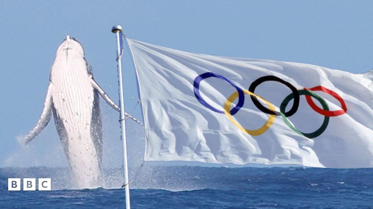 Whale makes surprise appearance at the Olympics - BBC Newsround