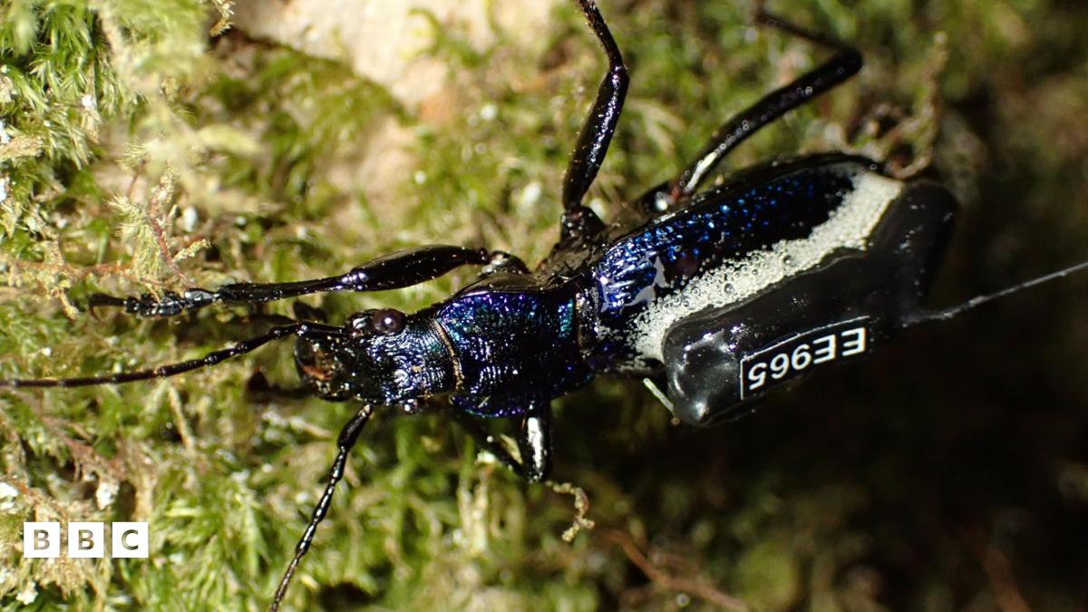 Scientists use 'mini backpacks' to study UK's rarest beetle - BBC Newsround
