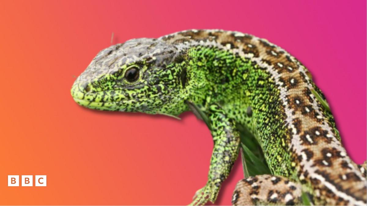 Home of Britain's rarest reptile restored after 5 years - BBC Newsround