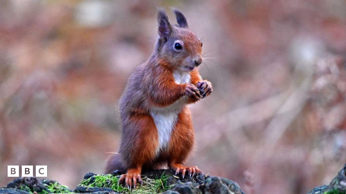 Red squirrels thriving in Scottish Highlands - BBC Newsround