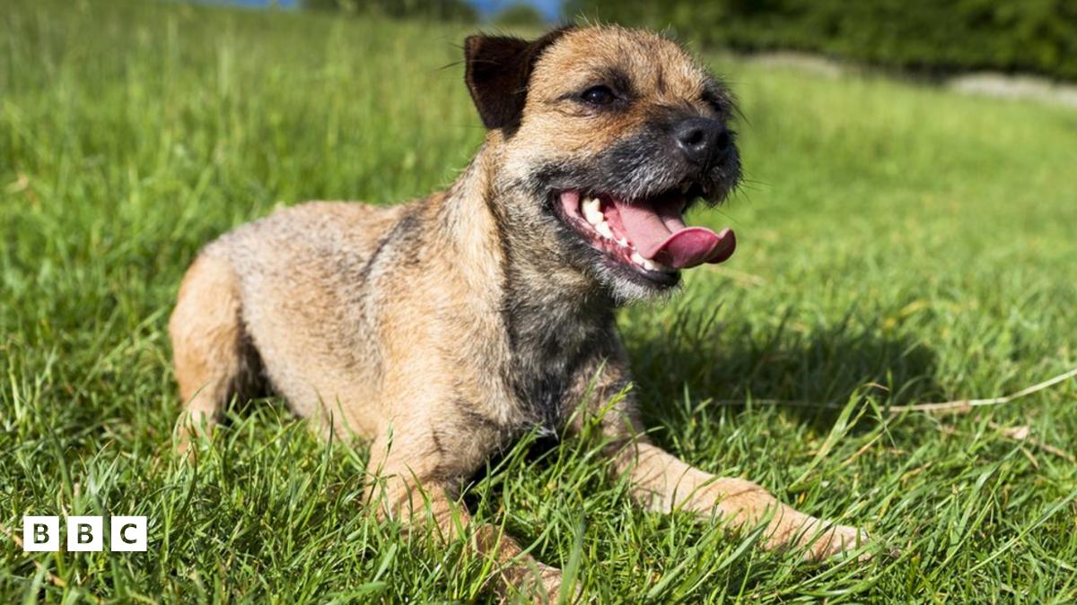 Dog reunited with family after 100-mile road trip of Switzerland - BBC ...