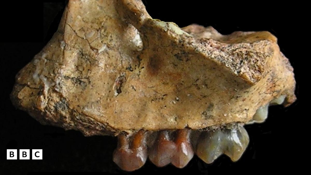 Earliest gibbon fossil gives clues about history of apes - BBC Newsround