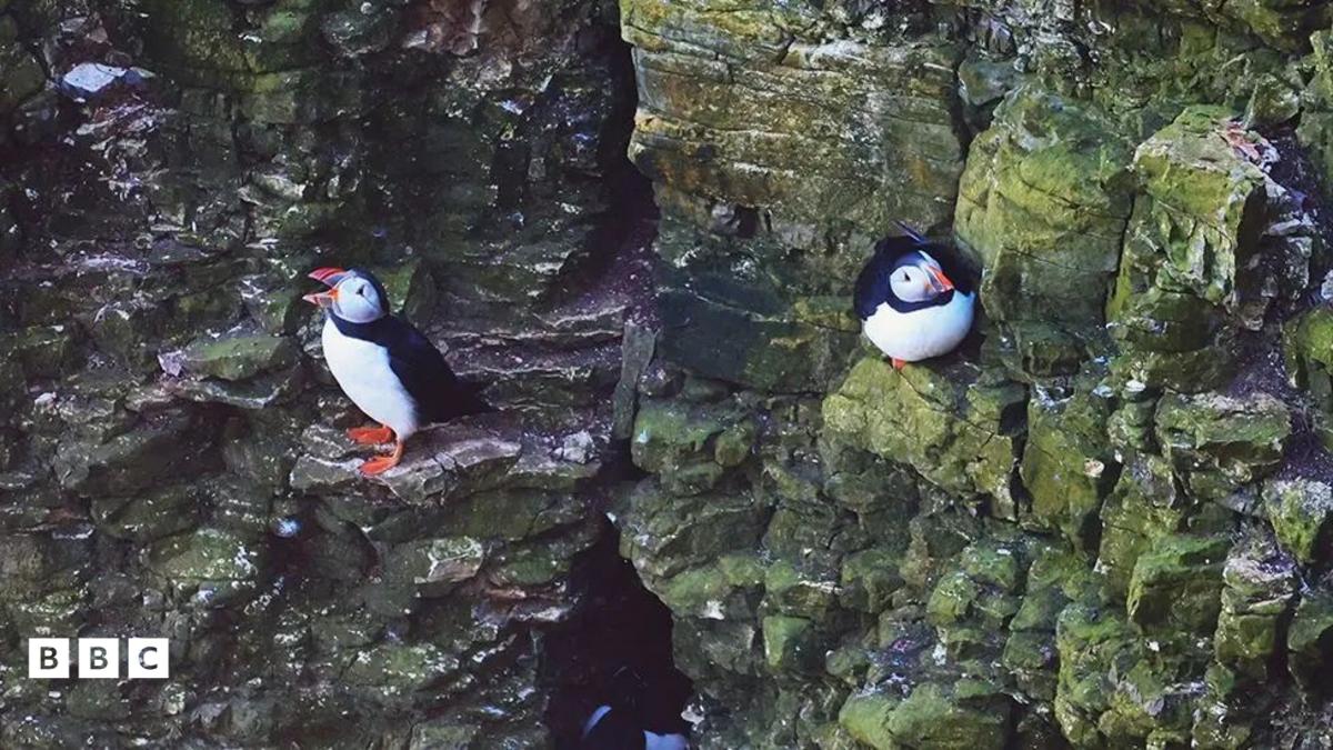 Puffins return to Bempton Cliffs to start nesting - BBC Newsround