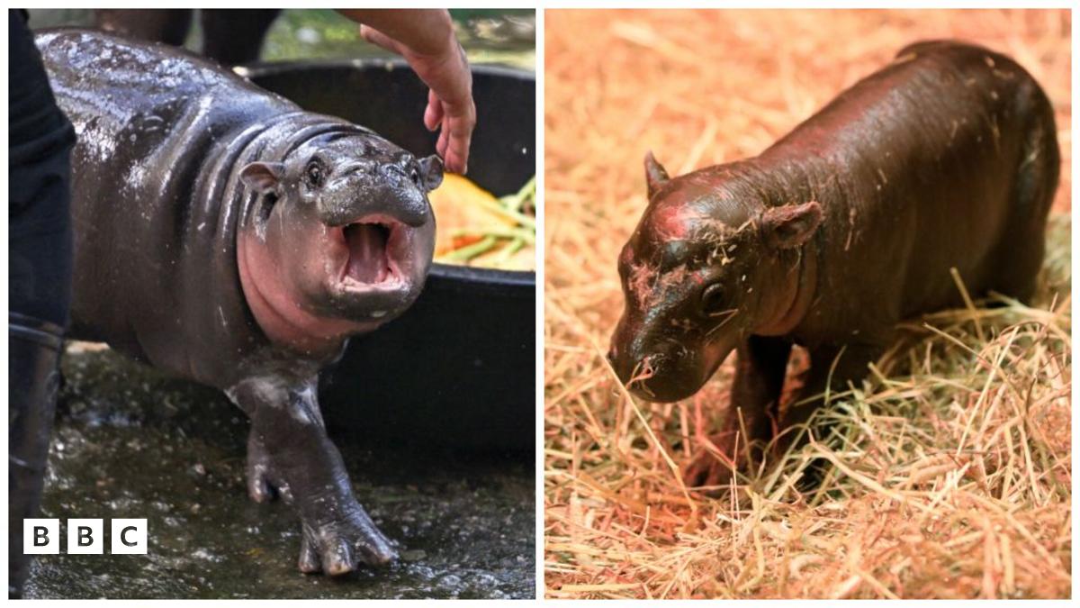 Meet the Moo hippo in town - Can Haggis rival star Moo Deng? - BBC ...
