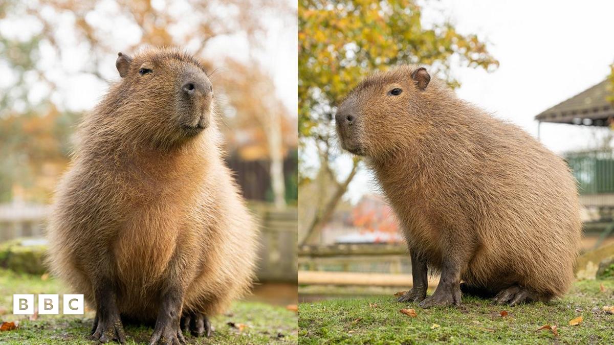 Two of the biggest rodent on Earth go on holiday to London Zoo - BBC ...