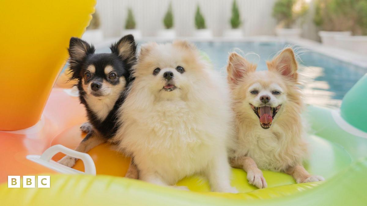 Small dogs are often smarter than big dogs, says new research - BBC ...