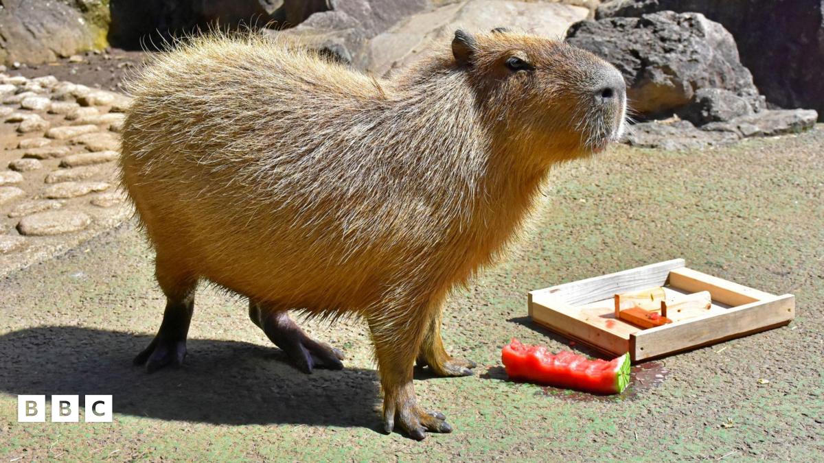Japan: What is the Capybara watermelon speed-eating contest? - BBC ...
