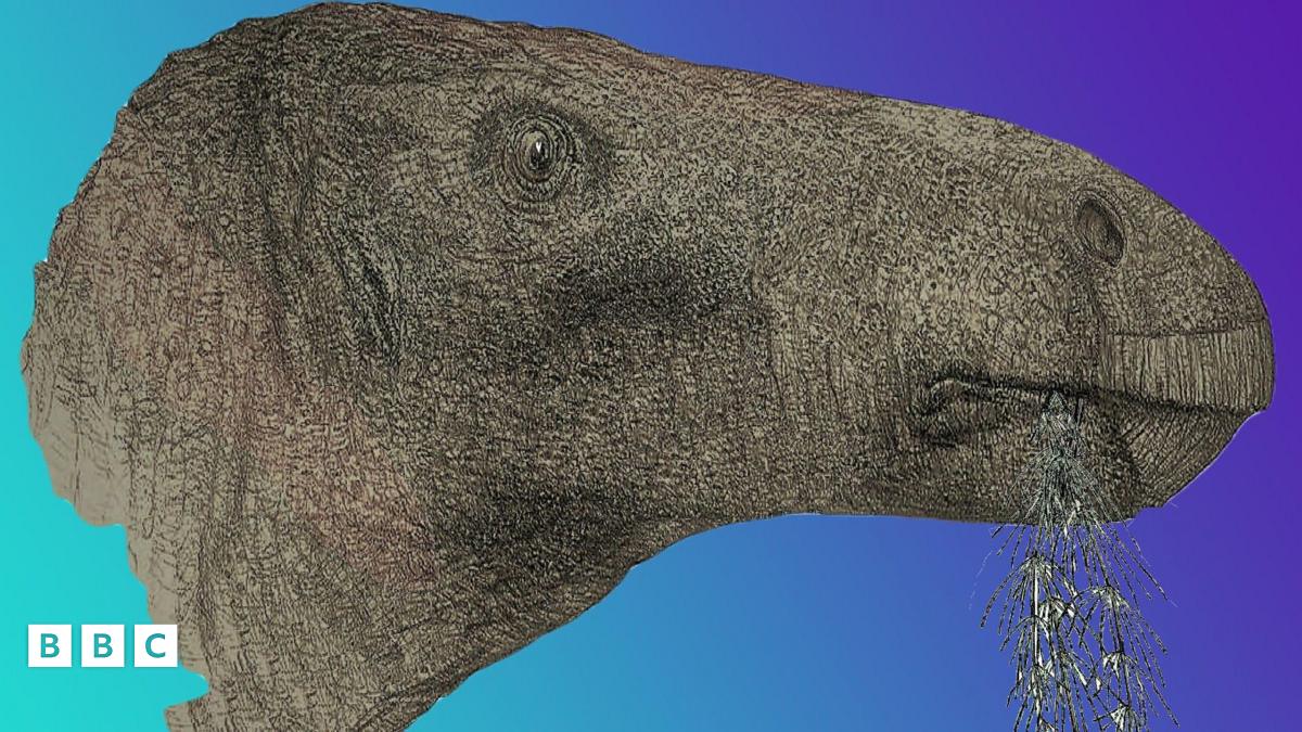 Dinosaurs: Isle of Wight skeleton 'most complete' in 100 years - BBC ...