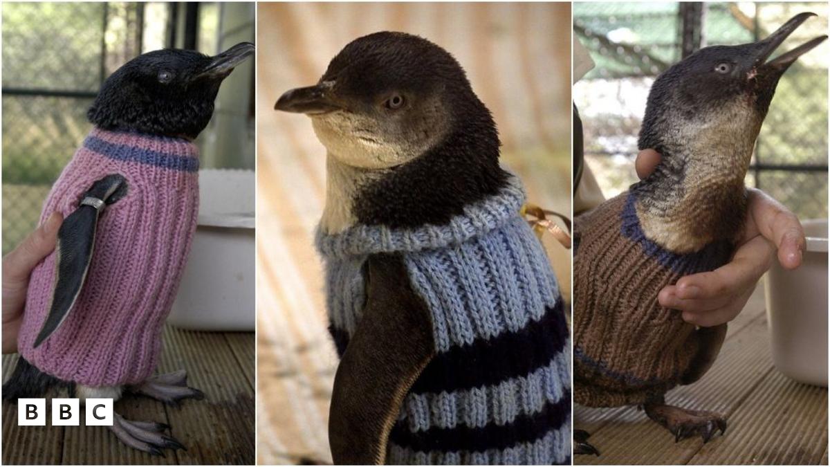 Penguins get knitted jumpers to keep them warm - BBC Newsround