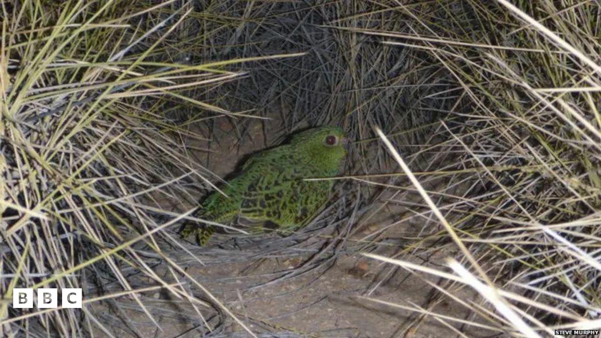 Rare night parrots discovered in Australia - BBC Newsround