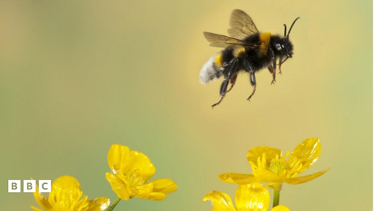 Bees waking up earlier due to climate change could affect pollination ...