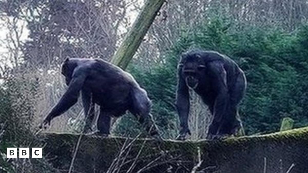 Escaped Chimp: How did these chimpanzees get out of their Belfast Zoo ...