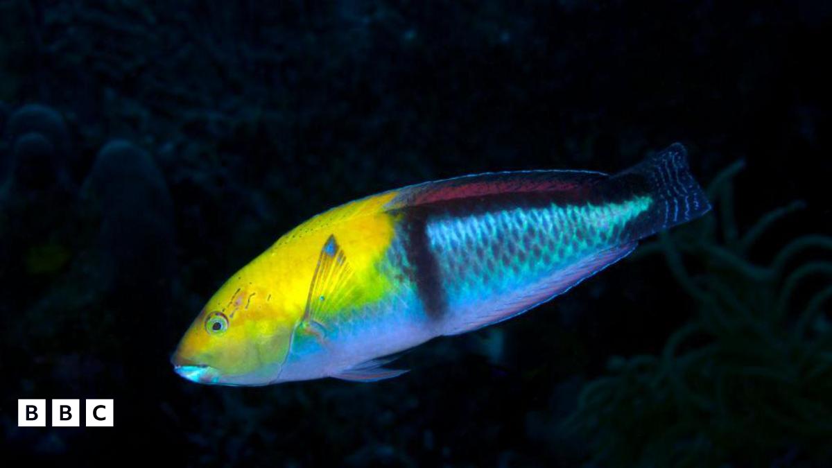 Ocean wildlife: Reef fish use tools to open shells - BBC Newsround