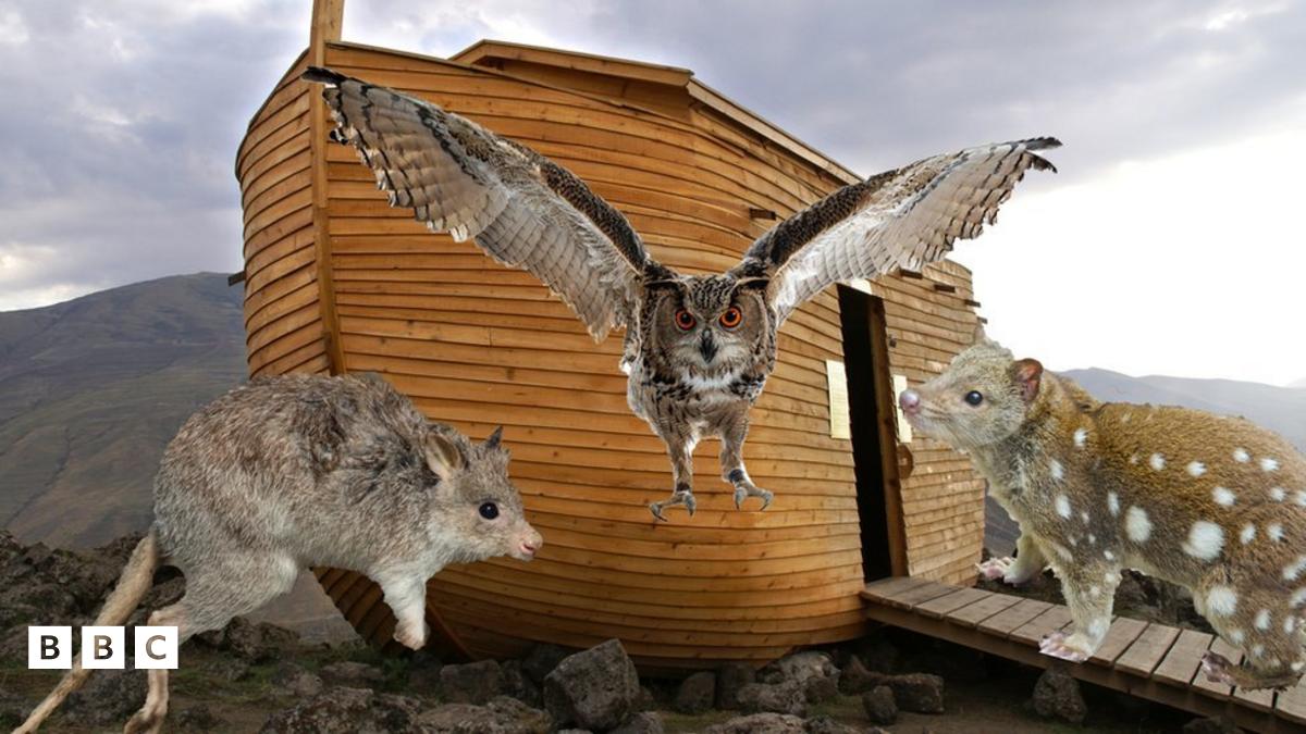 These animals in Australia are getting an ark! But why? - BBC Newsround