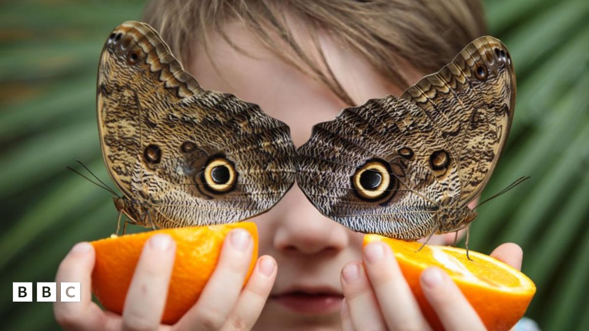 The Big Butterfly Count: Are these the most beautiful butterflies ...