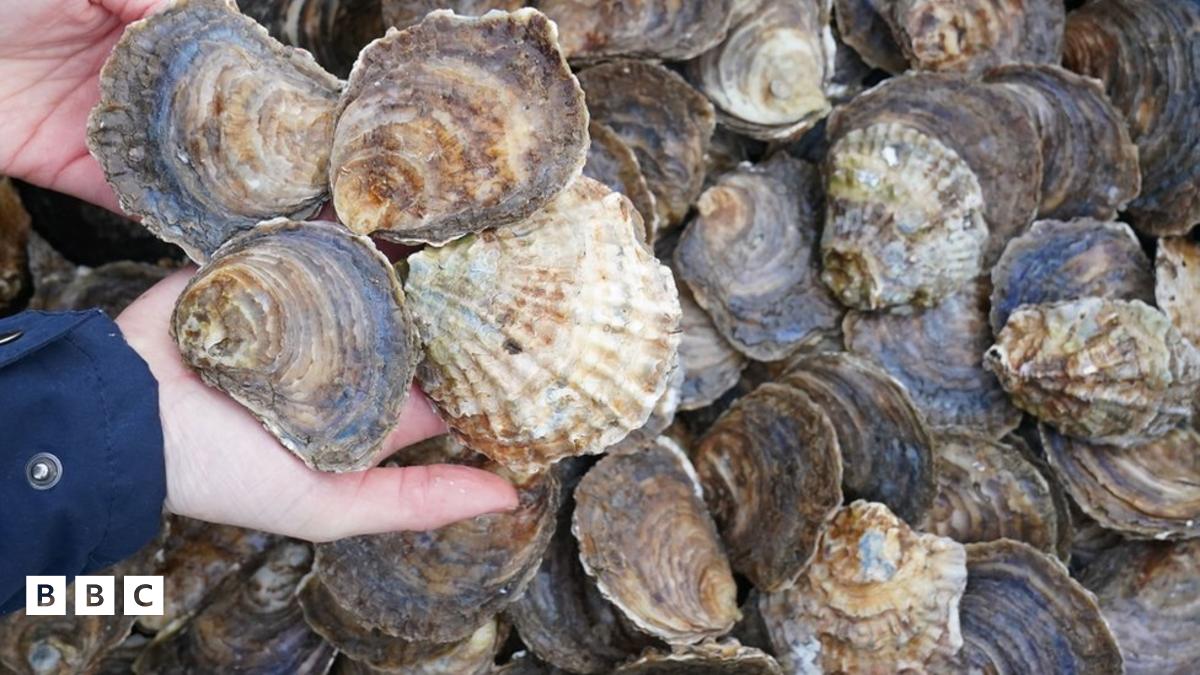 10,000 oysters released onto manmade reef off north-east England coast ...