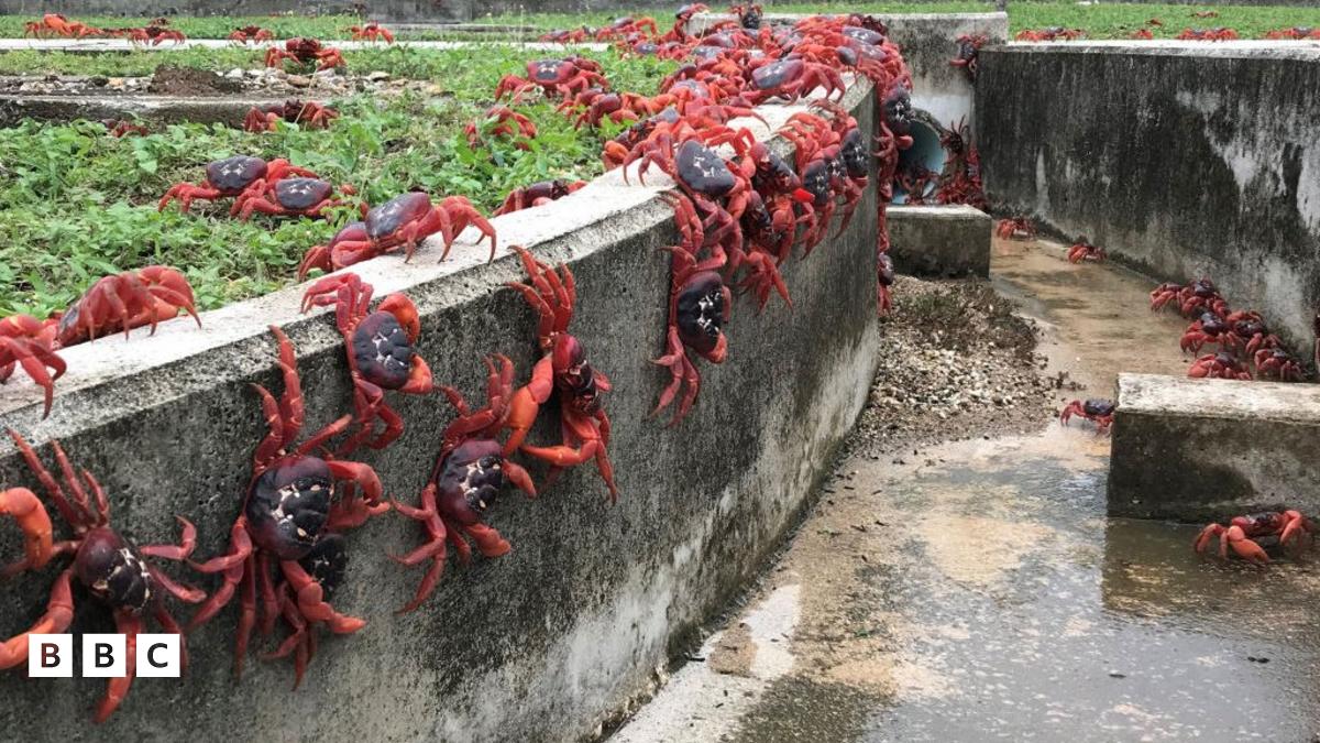 Dry weather delays crab migration by two months - BBC Newsround
